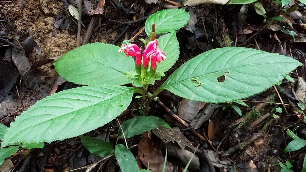 Centropogon gamosepalus from Pastaza, EC-PA, EC on February 16, 2020 at ...