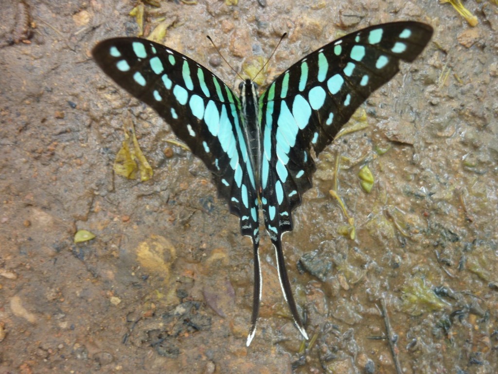 Common Swordtail (kruger national Insects) · iNaturalist