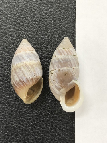 Luchuena reticulata · iNaturalist