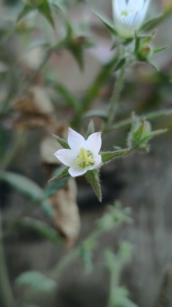 Dicots from 44618, Nepal on February 15, 2026 at 03:32 PM by Basu Dev ...
