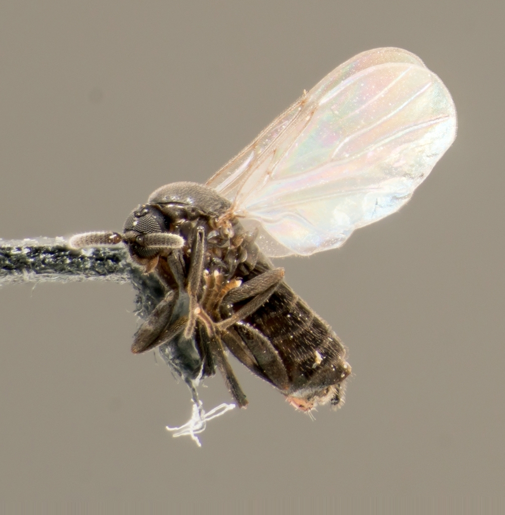 Coboldia fuscipes from La Habra, CA 90631, USA on January 29, 2017 at ...