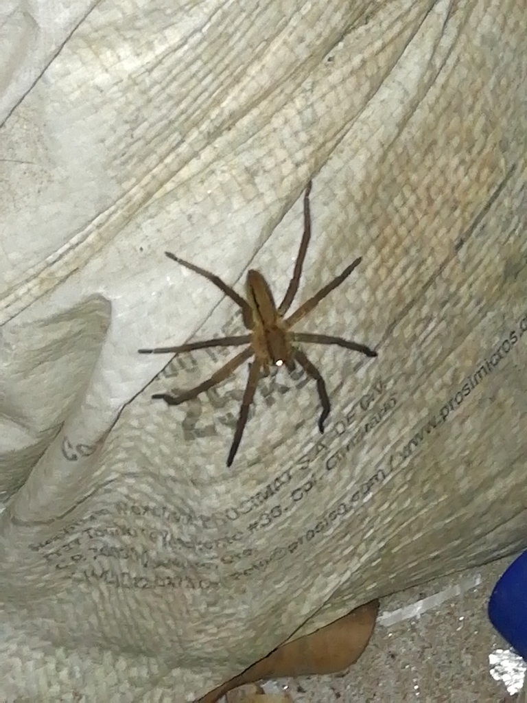 Bromeliad Spiders from Laguna Real, Veracruz, Ver., México on February ...