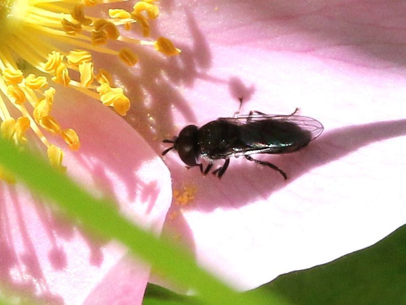Hover Flies from High Point State Park, Montague, NJ, USA on June 16 ...