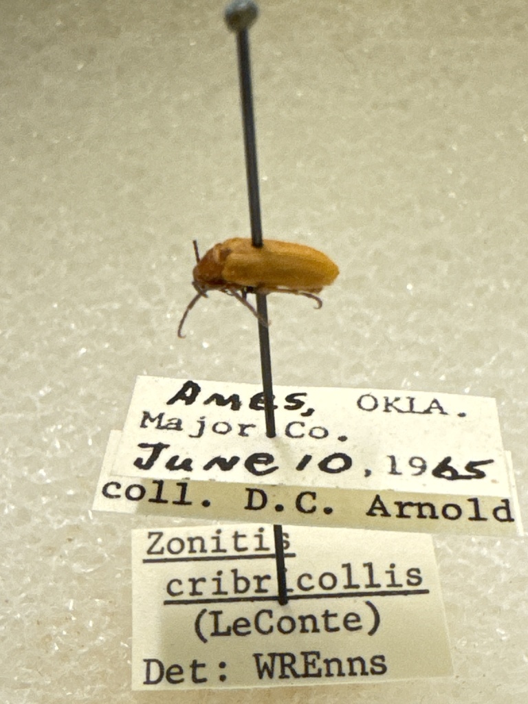 Zonitis cribricollis from E Alva St, Ames, OK, US on June 10, 1965 at ...
