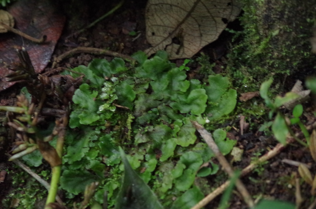 Monoclea gottschei from Distrito Metropolitano de Quito, Ecuador on ...