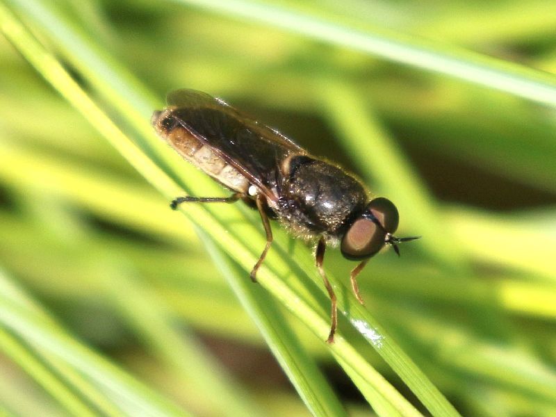 Odontomyia microstoma from Douglaston, Queens, NY, USA on July 11, 2020 ...