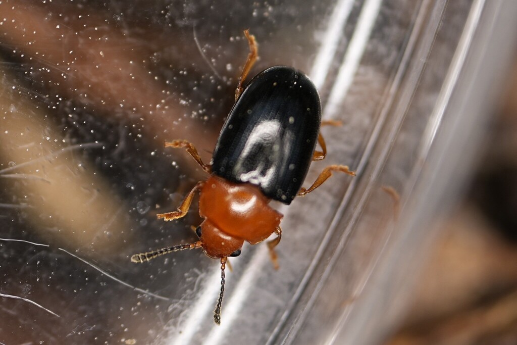 Triplax thoracica from Highlands/Perkins, Baton Rouge, LA, USA on ...