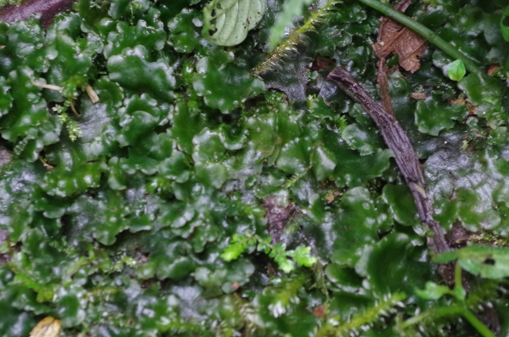 Monoclea gottschei from Distrito Metropolitano de Quito, Ecuador on ...