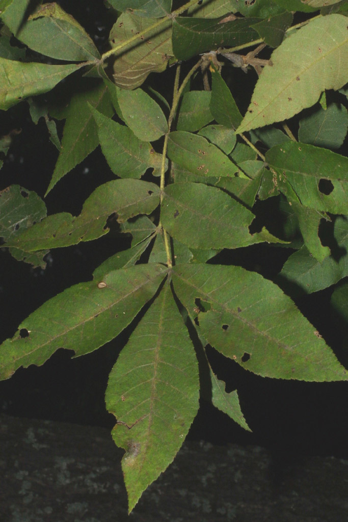 sand hickory (Great Smoky Mountains National Park - Trees & Shrubs ...