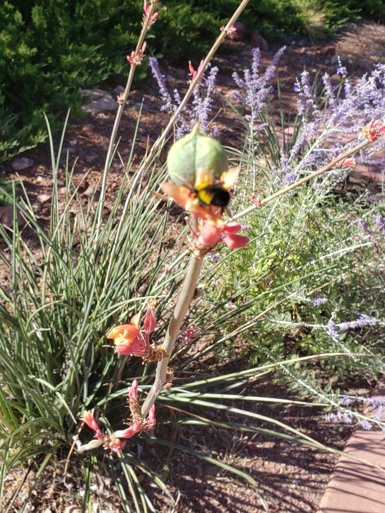 Sonoran Bumble Bee from Pine, AZ 85544, USA on August 16, 2019 at 08:50 ...
