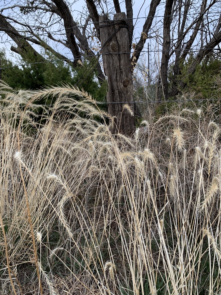 Canada wild rye from Eskota Rd, Trent, TX, US on February 13, 2020 at ...