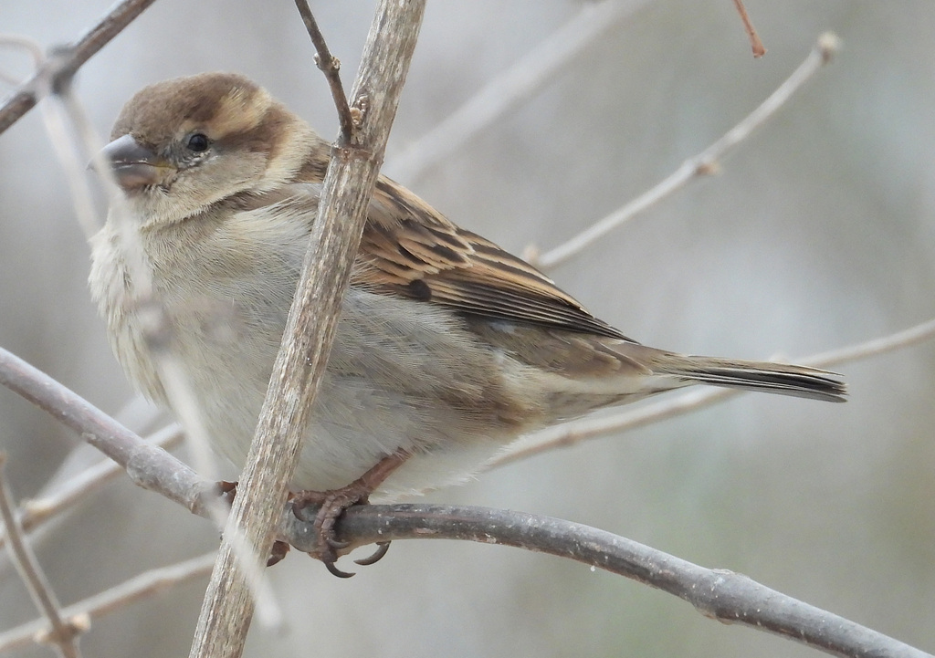 House Sparrow from Riderwood Village, Gracefield Road, Silver Spring ...