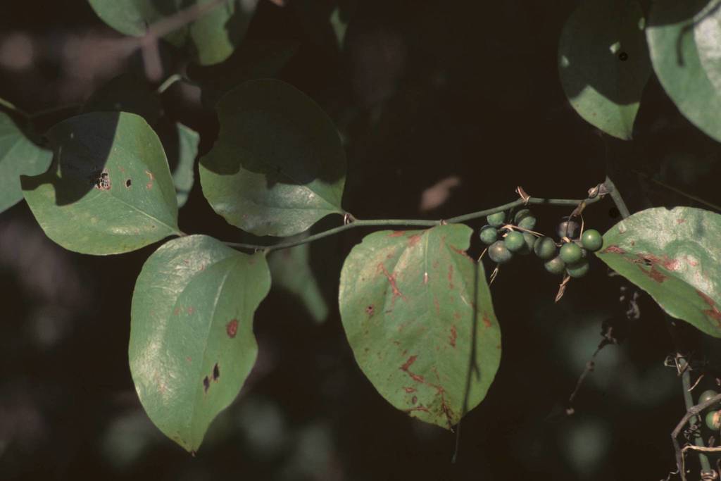 roundleaf greenbrier (EwA Guide to the Plants of the Fells (US ...
