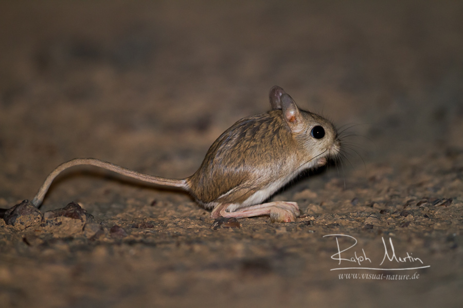 Lesser Egyptian Jerboa from Zagora, Marokko on February 24, 2014 at 07: ...