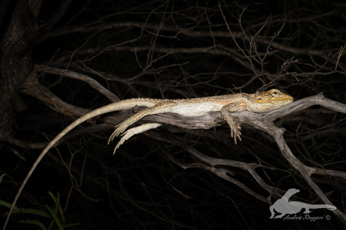 Bearded Dragons (Pogona) - Snakes and Lizards