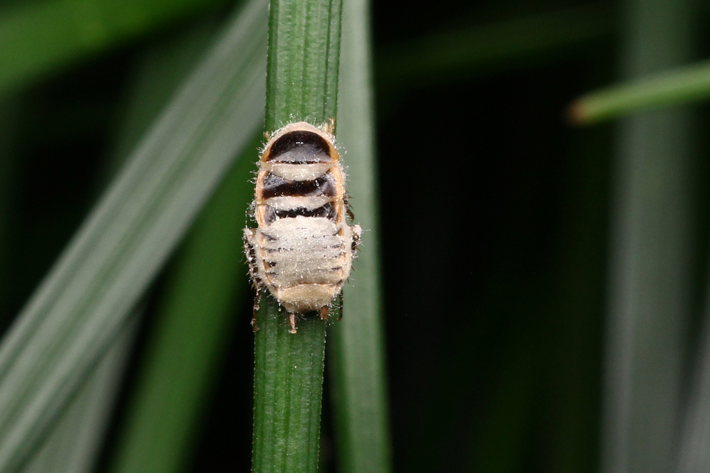 Entomophthoraceae from 中国浙江省杭州市西湖区 on September 18, 2018 at 09:29 AM by ...