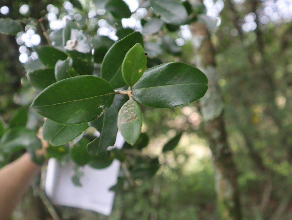 Black Ironwood from Vhembe District Municipality, South Africa on ...