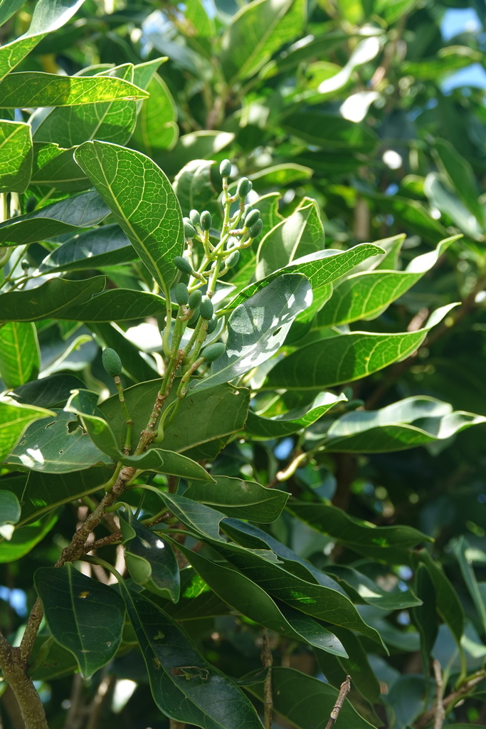 Native Olive in February 2020 by taiwan_reevesia. Chionanthus ...