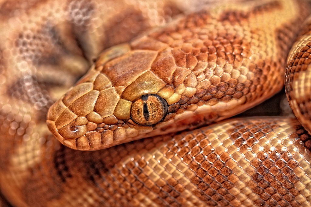 Children's Python from North West Cape WA 6707, Australie on January 22, 2020 at 11:02 PM by ...