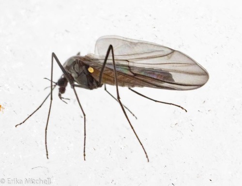 Subfamily Diamesinae · iNaturalist United Kingdom