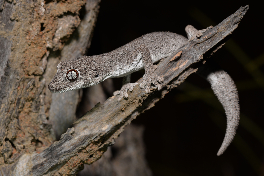 Western Spiny-tailed Gecko from Kalbarri National Park WA 6536 ...