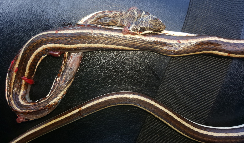 Stripe-bellied Sand Snake from Bojanala, North West, South Africa on ...