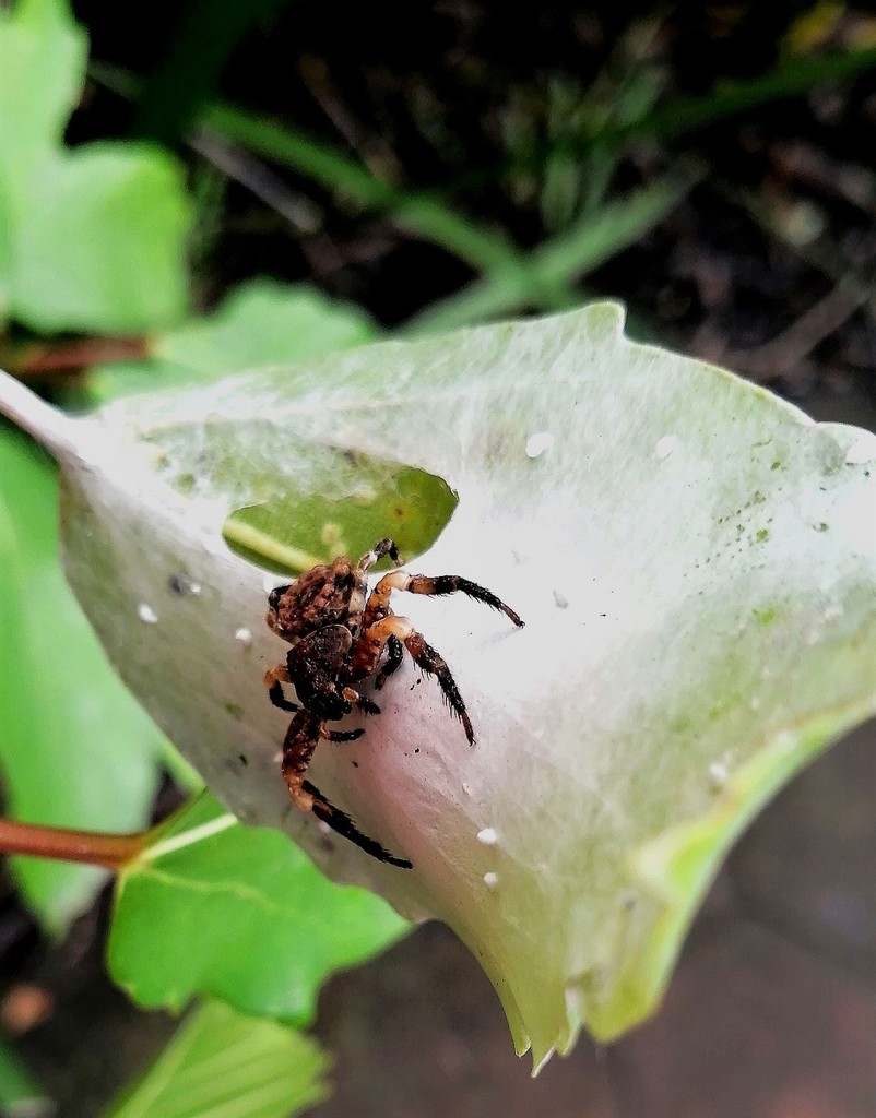 Wrinkled Birddung Crabspider from Garden Route Botanical Garden on ...