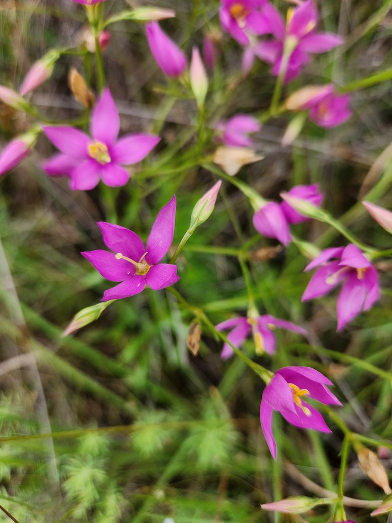 Dwarf Chiron from Vhembe District Municipality, South Africa on January ...
