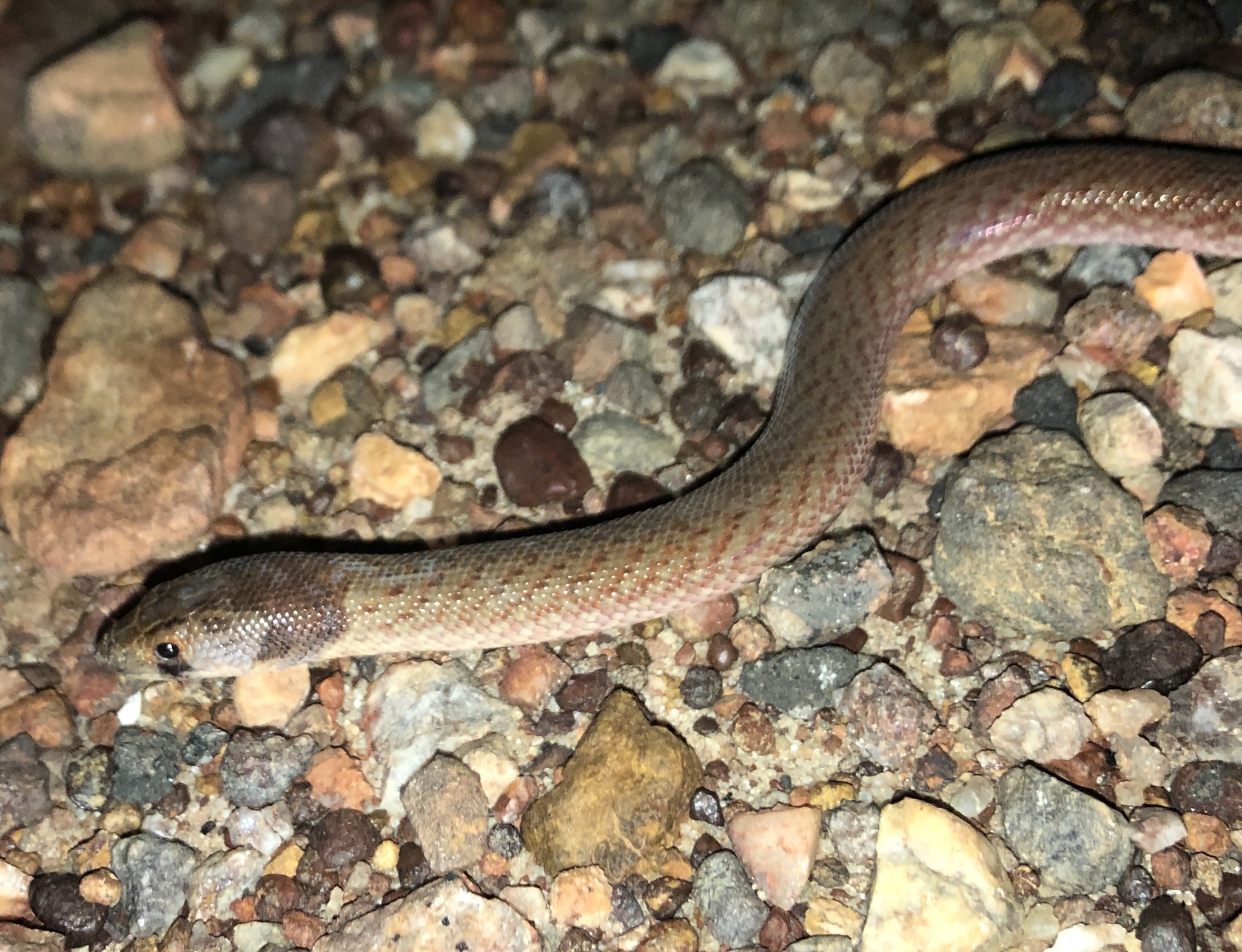 Pygopus steelescotti James, Donnellan & Hutchinson, 2001