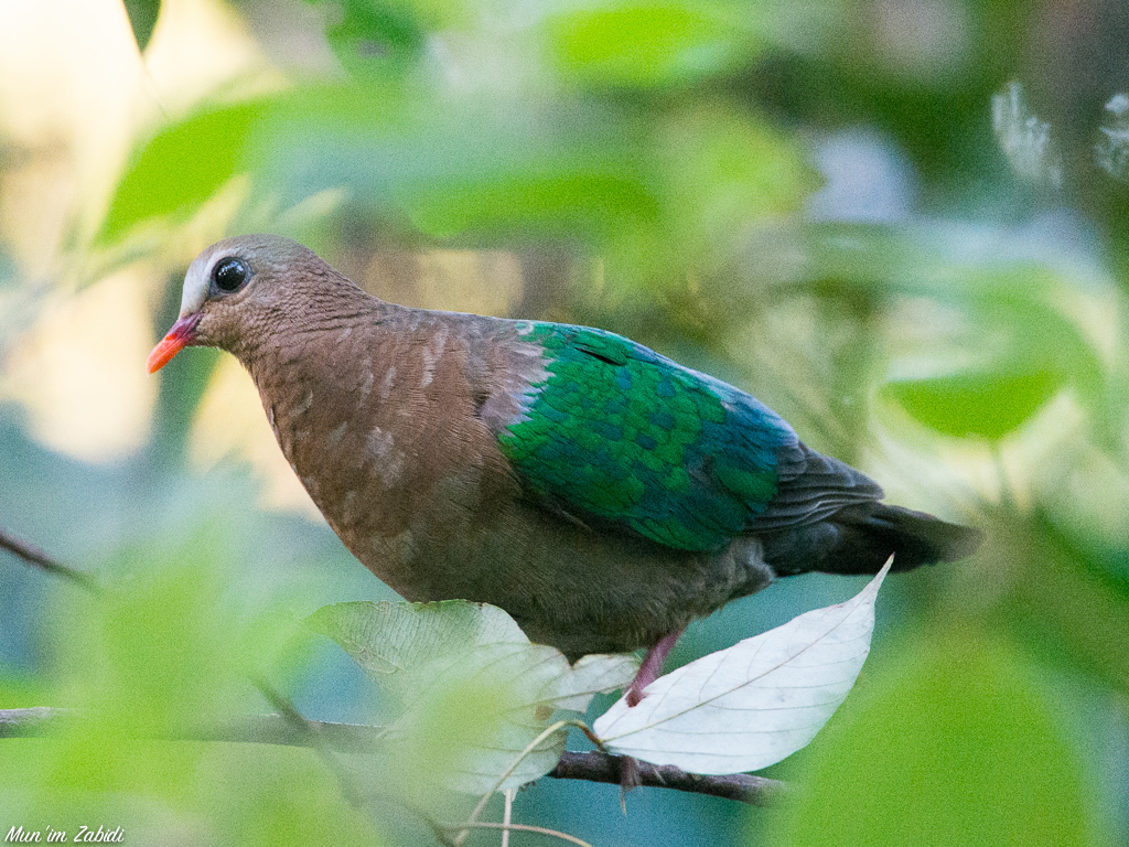 Asian Emerald Dove from UTM on February 17, 2020 at 06:56 PM by Munim ...