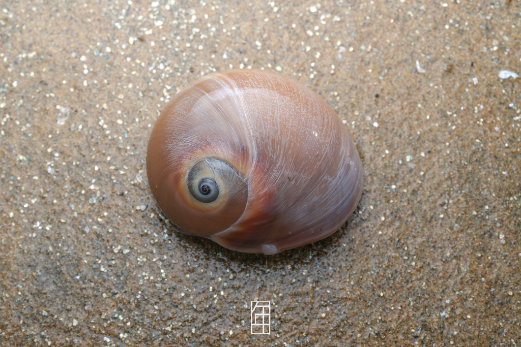 Bladder Moon Snail from 中国山东省烟台市芝罘区 on February 16, 2026 at 03:16 PM by ...