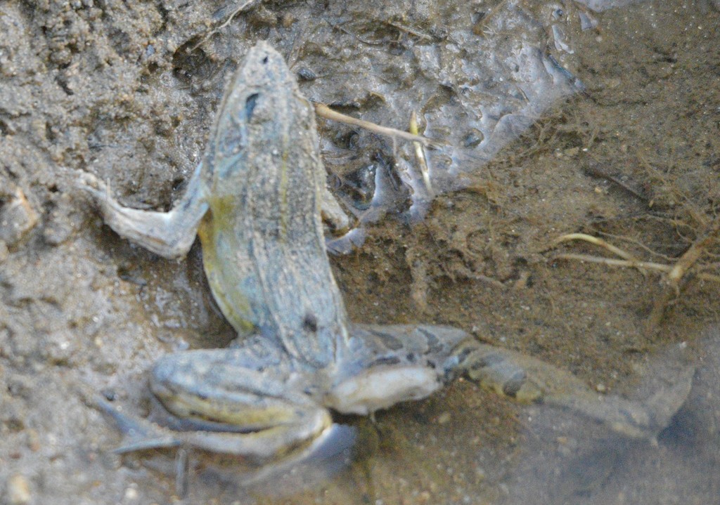 Black-spotted Frog in June 2019 by Amaël Borzée · iNaturalist