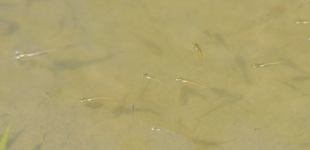 Chinese rice fish from South Pyongan, North Korea on June 16, 2019 at ...