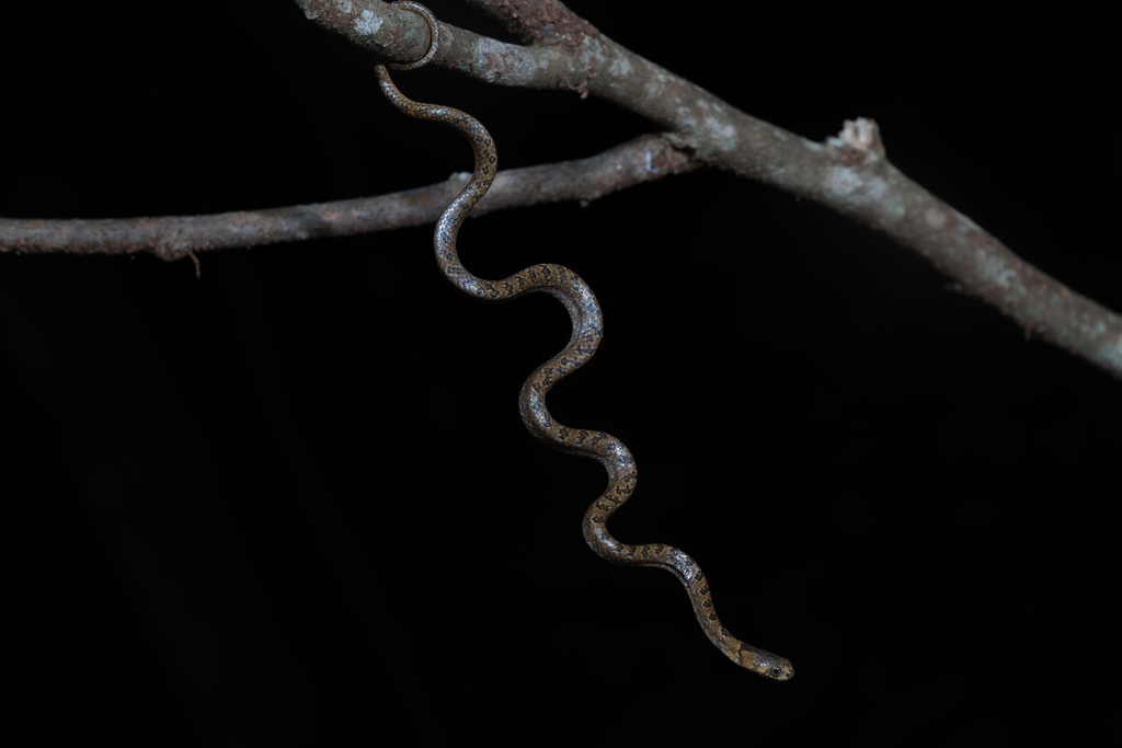Pygmy Snail Sucker from Tulum, Quintana Roo, Mexico on October 29, 2018 ...