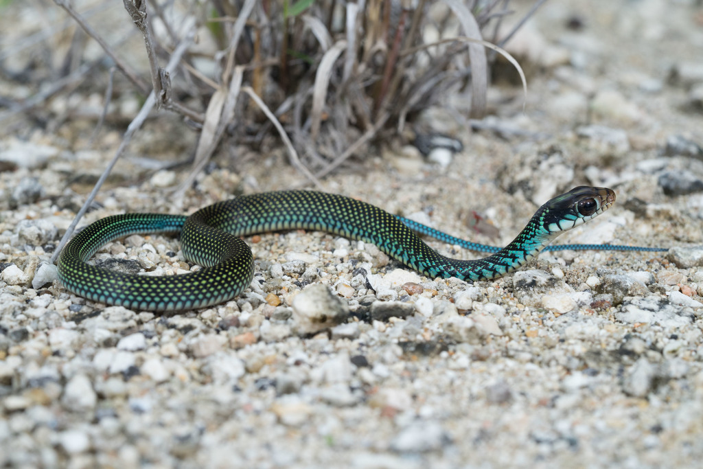 Speckled Racer from Calakmul, Campeche, Mexico on November 3, 2018 at ...