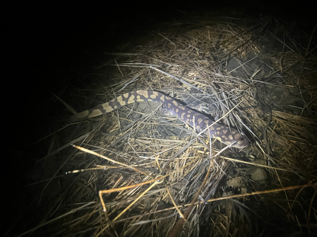 Eastern Tiger Salamander in February 2026 by Matthew. NC Sandhills ...