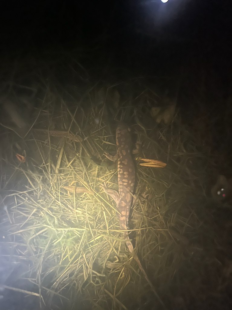 Eastern Tiger Salamander in February 2026 by Matthew. NC Sandhills ...