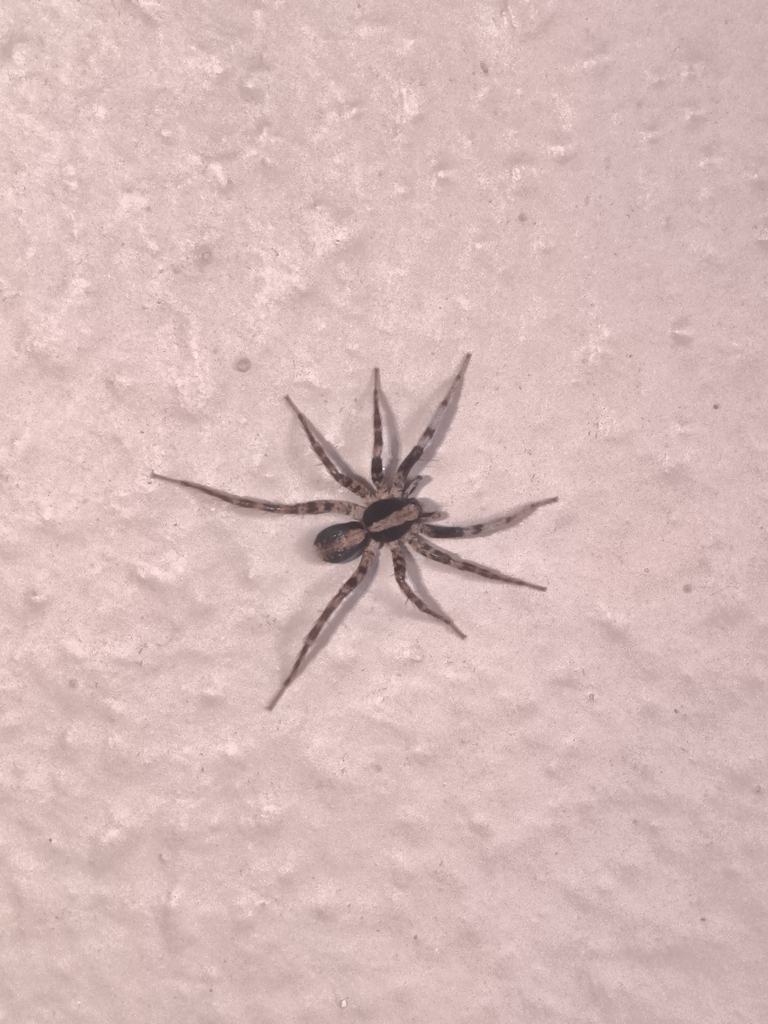 Wolf Spiders from Karoo, ZA-WC-CK, ZA-WC, ZA on February 9, 2026 at 06: ...