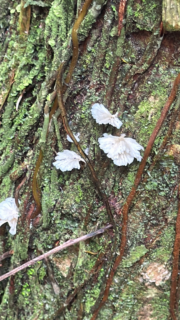 Neonothopanus from El Portal Trail, Río Grande, PR, US on February 16 ...