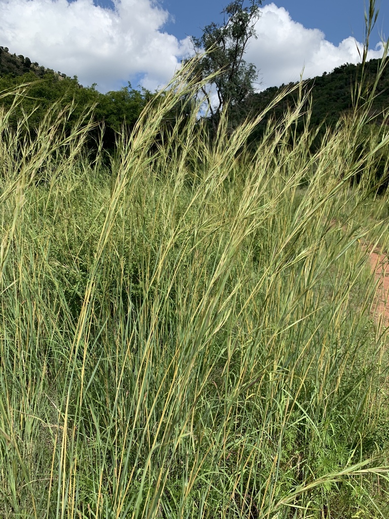 Yellow Thatching Grass from LP, ZA on February 15, 2020 at 03:09 PM by ...