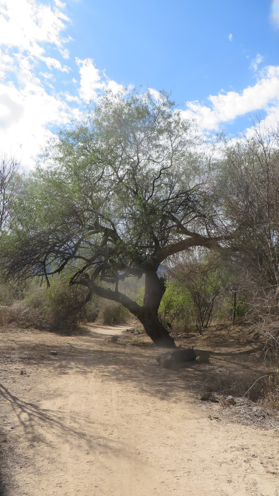 mesquite from Alamos, MX-SO, MX on January 30, 2017 at 12:33 PM by ...