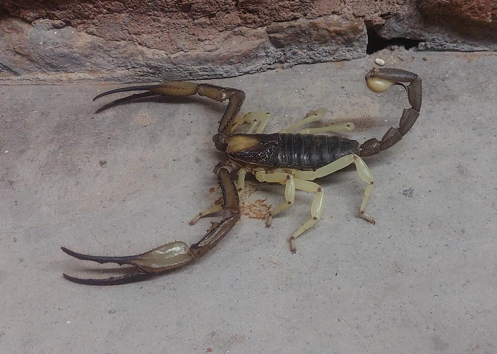 Opistophthalmus gigas from Aggeneys, Northern Cape, ZA on November 12 ...