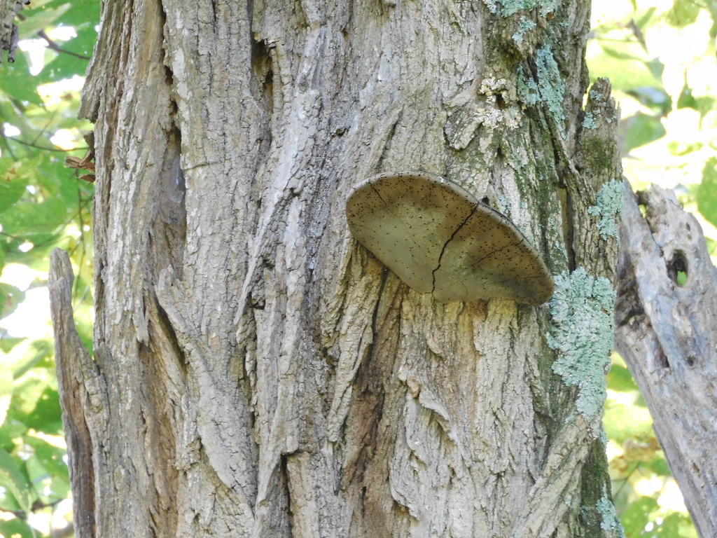 black locust from Frederick County, MD, USA on September 28, 2025 at 11 ...
