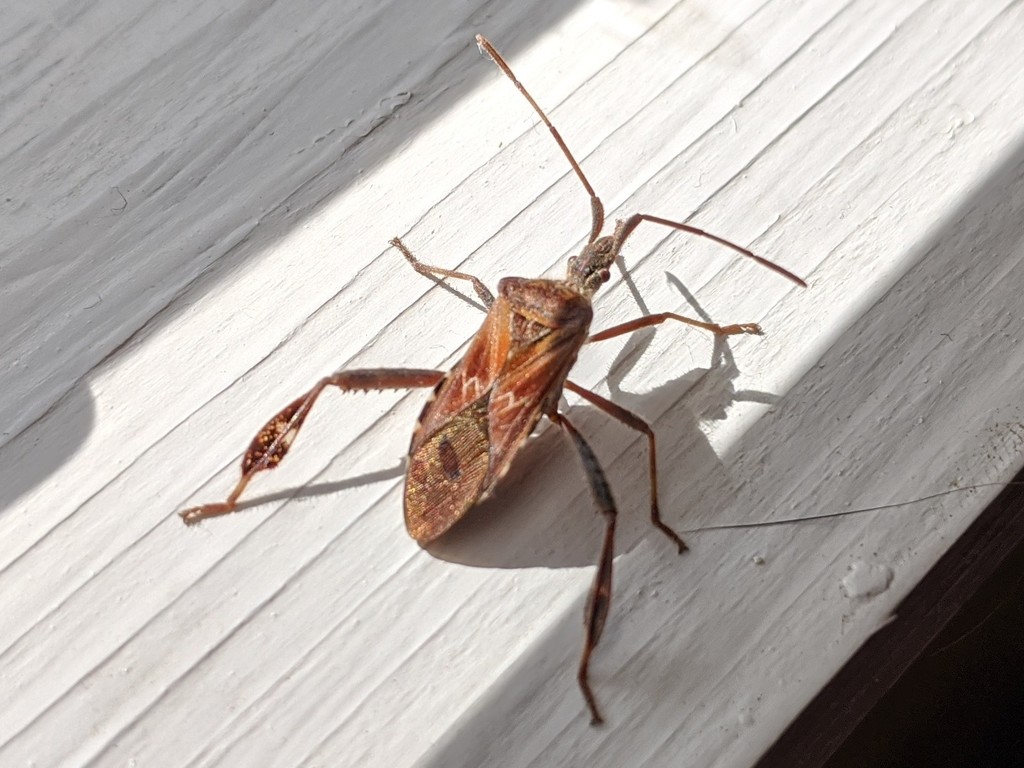 Leaf-footed Pine Seed Bug in February 2020 by Nicole Hartig. Found ...
