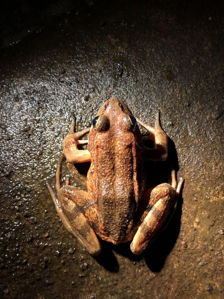 California Red-legged Frog in December 2018 by pleistocene. Saw three R ...