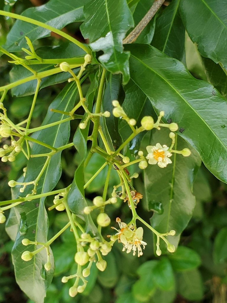 Inkwood from Dagny Johnson Key Largo Hammock Botanical State Park ...