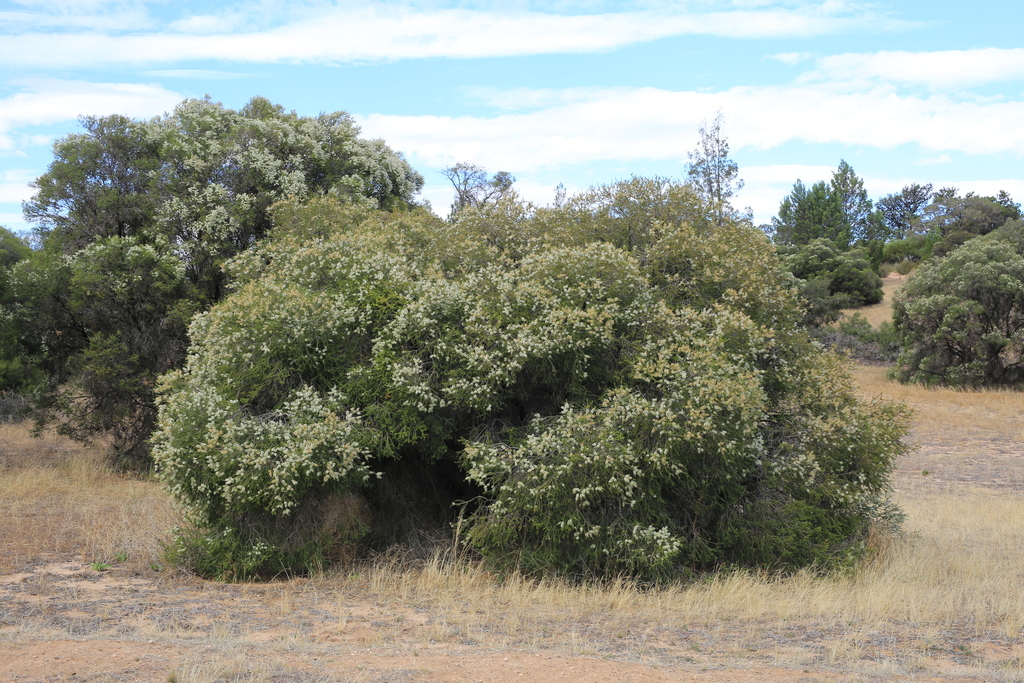 Moonah (Melaleuca lanceolata) - Botanical Realm