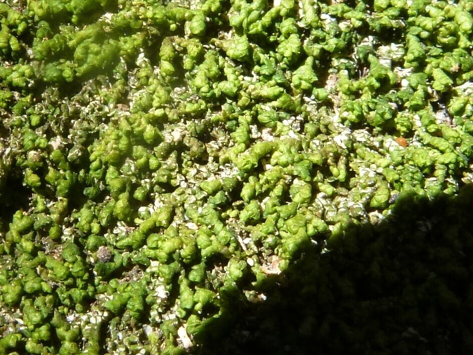 Mosses from Belair, SA, Australia on February 09, 2026 at 10:40 AM by ...