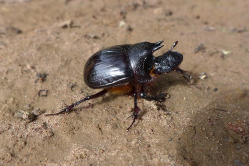 Heliocopris marshalli (Dung beetles of Africa) · BioDiversity4All