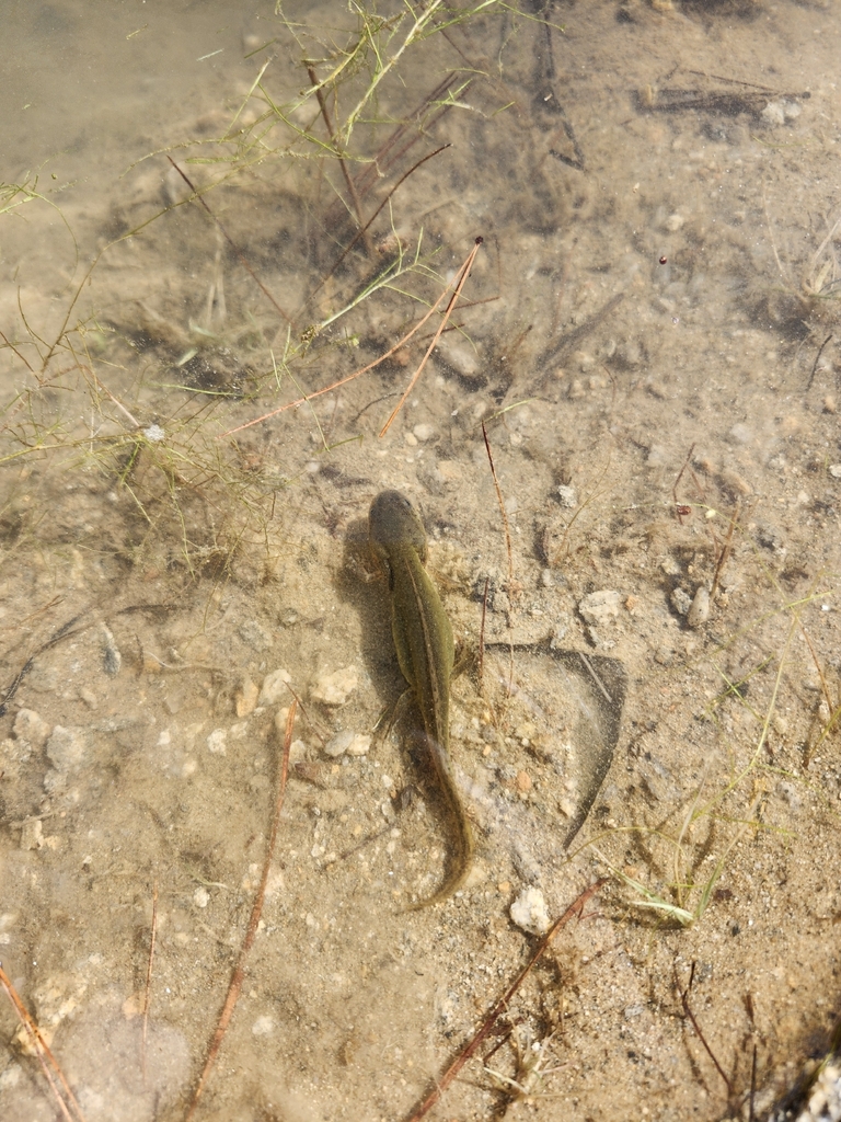 Mole Salamander in February 2026 by Christa Paulus · iNaturalist